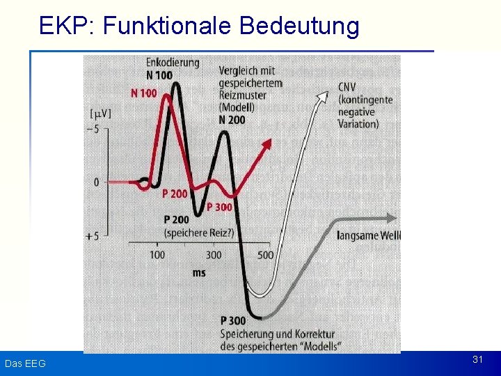 Methoden der biologischen Psychologie Das EEG Birbaumer und