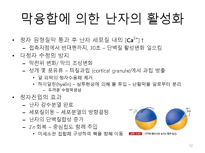 default Y SRY clitoris labia majora labia minora