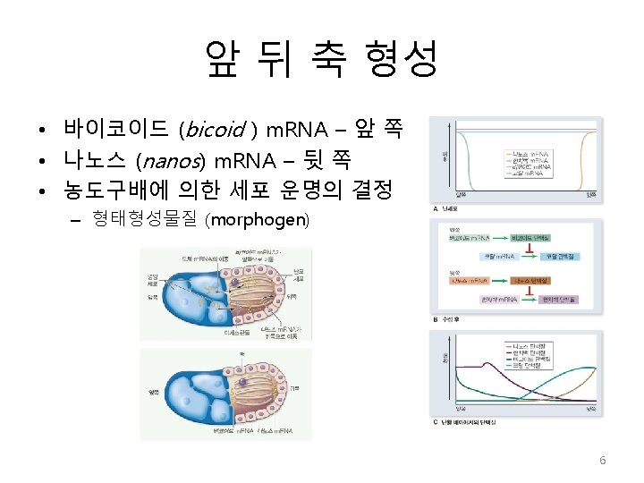 default Y SRY clitoris labia majora labia minora