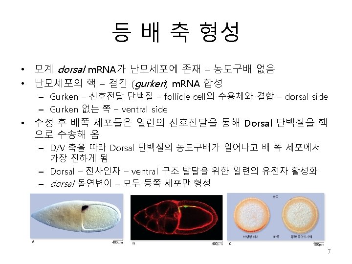 default Y SRY clitoris labia majora labia minora