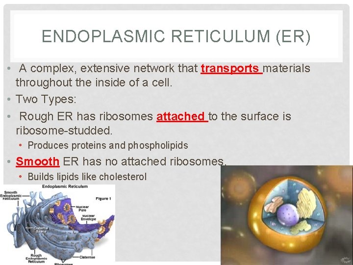 CELL ORGANELLES AND FEATURES THE PLASMA MEMBRANE Also