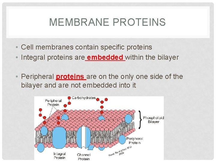 CELL ORGANELLES AND FEATURES THE PLASMA MEMBRANE Also