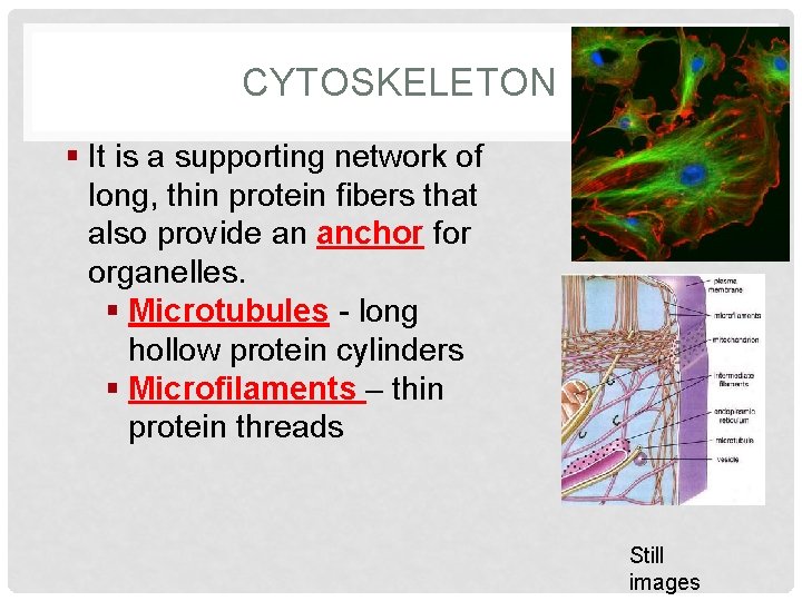 CELL ORGANELLES AND FEATURES THE PLASMA MEMBRANE Also