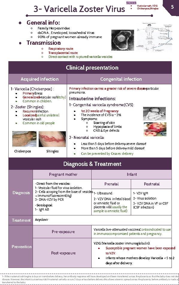 Transplacental Infections Lecture objectives Recognize the different types