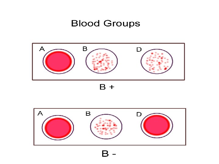 BLOOD PHYSIOLOGY Practical 1 BLOOD GROUPS Phase II