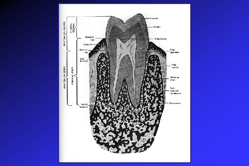 Harvard School of Dental Medicine Department of Restorative