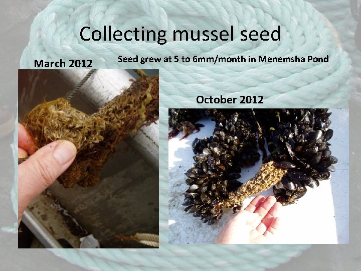 Seed Collection for Offshore Mussel Farms in RI