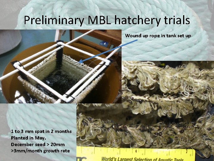 Seed Collection for Offshore Mussel Farms in RI