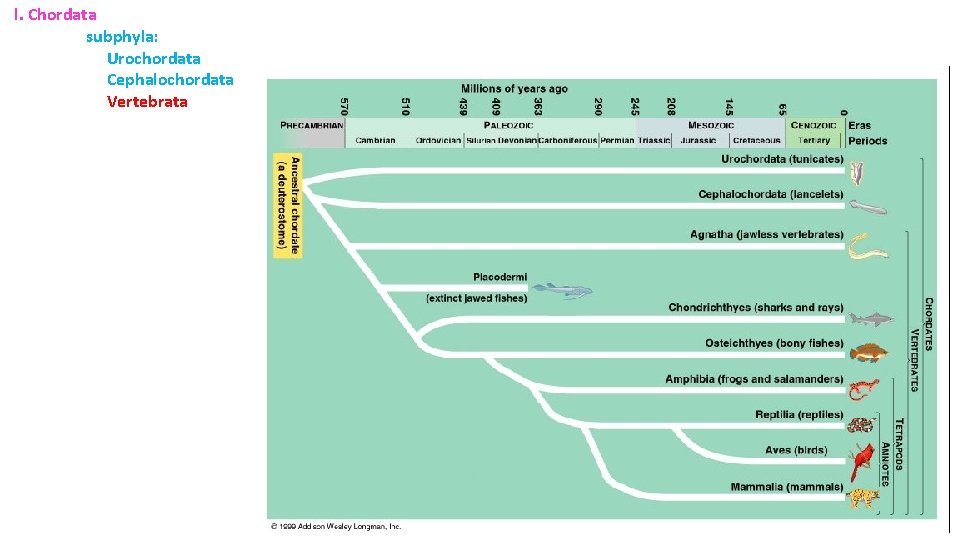 l Chordata subphyla Urochordata Cephalochordata Vertebrata Patterns in