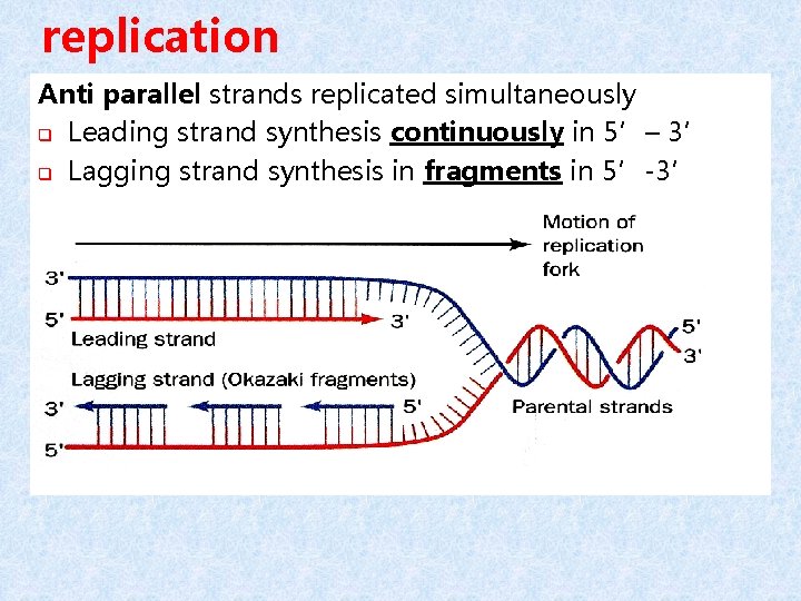 DNA replication Learning objectives Understand the basic rules