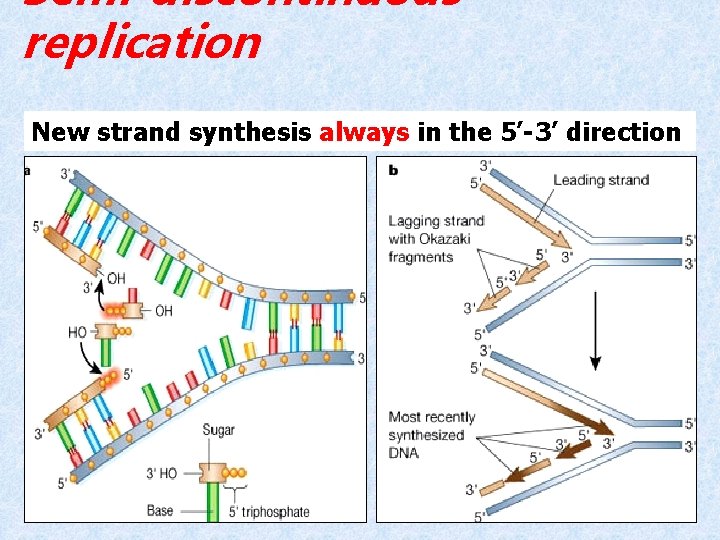 DNA replication Learning objectives Understand the basic rules