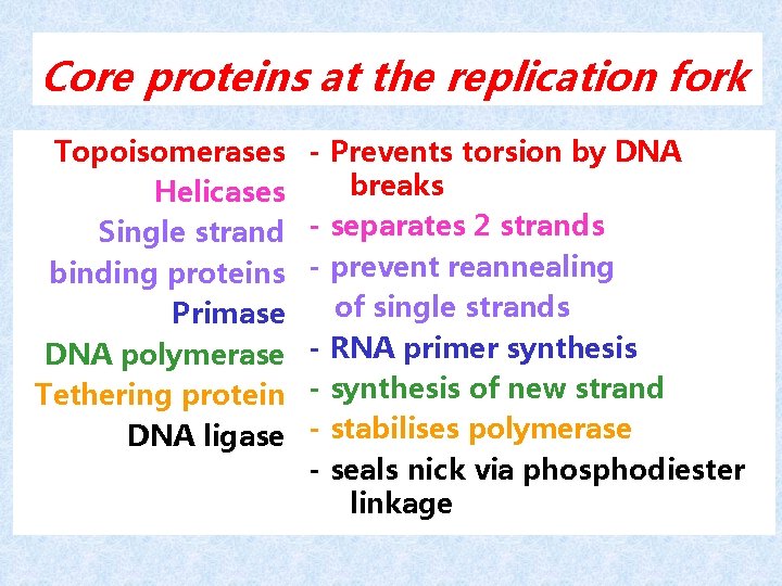 DNA replication Learning objectives Understand the basic rules