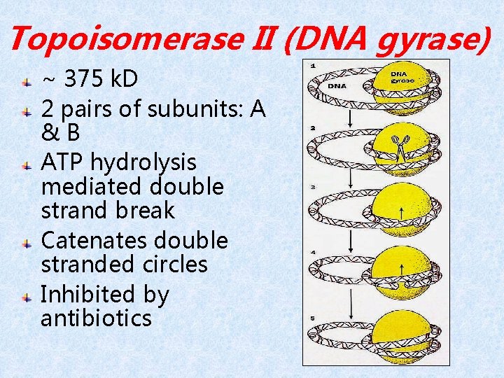 DNA replication Learning objectives Understand the basic rules