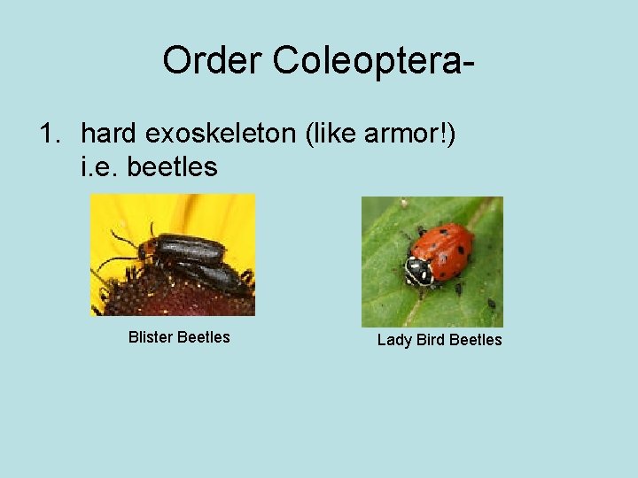 7 Orders of Insects 1 Order Coleoptera hard