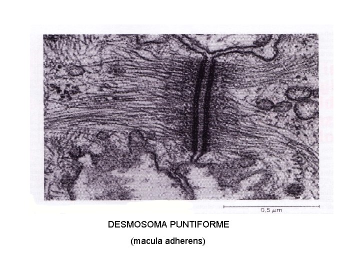 Strutture della membrana plasmatica 6 lezione Le giunzioni