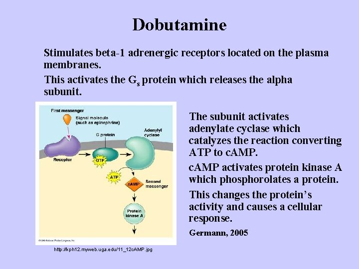 The Effect of Dobutamine on the 8 Day