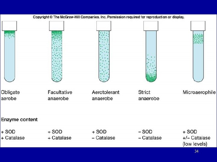 General Microbiology Microbial Nutrition and Growth Prof Khaled