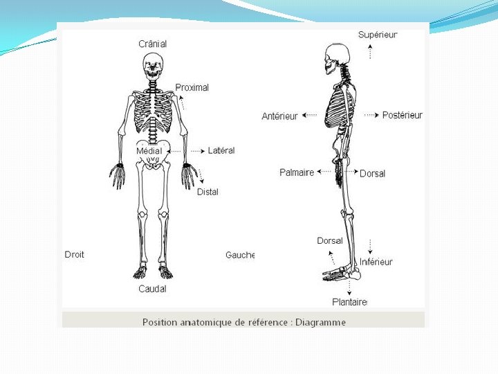 GENERALITES SUR LANATOMIE HUMAINE Dr YABKA A GENERALITES
