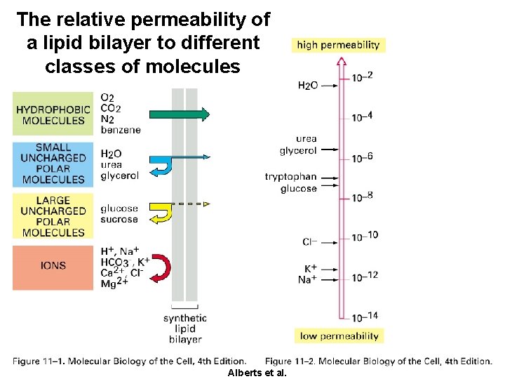 Ion Channels Lecture 1 Membrane Potentials Ion Movement