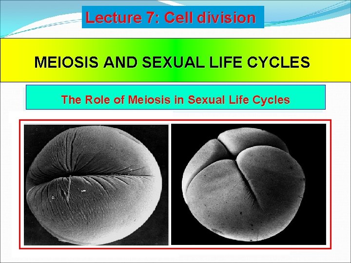 Lecture 7 Cell division MEIOSIS AND SEXUAL LIFE