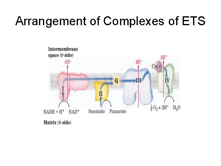 Oxidative Phosphorylation and Electron Transport ChainETC What is