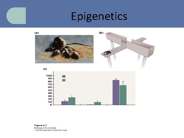 Chapter 5 Evolving Brains Neural Development Neuroplasticity and