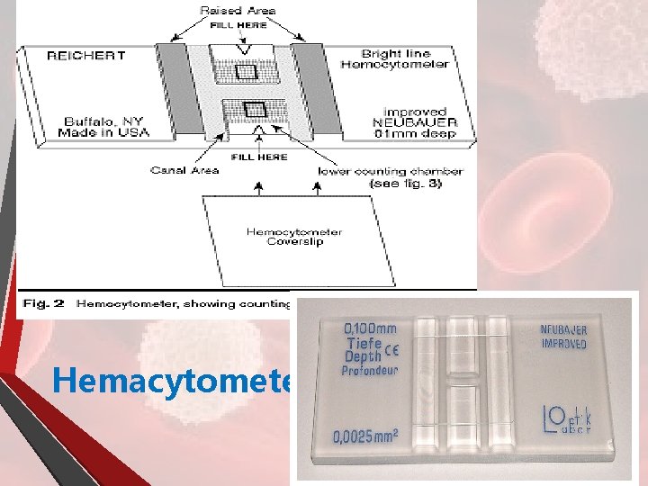 Introduction To Medical Technology LAB 10 White Blood