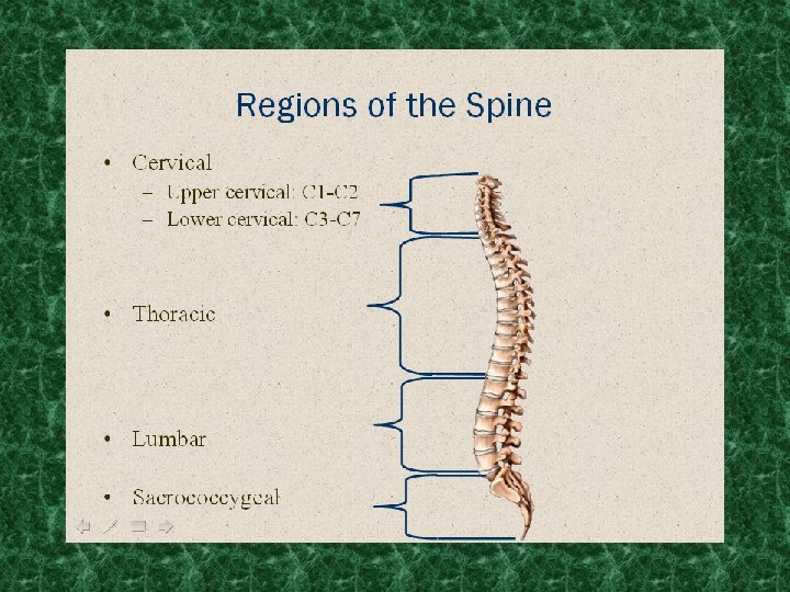 Anatomy of spine Diagnosis History ask about 1