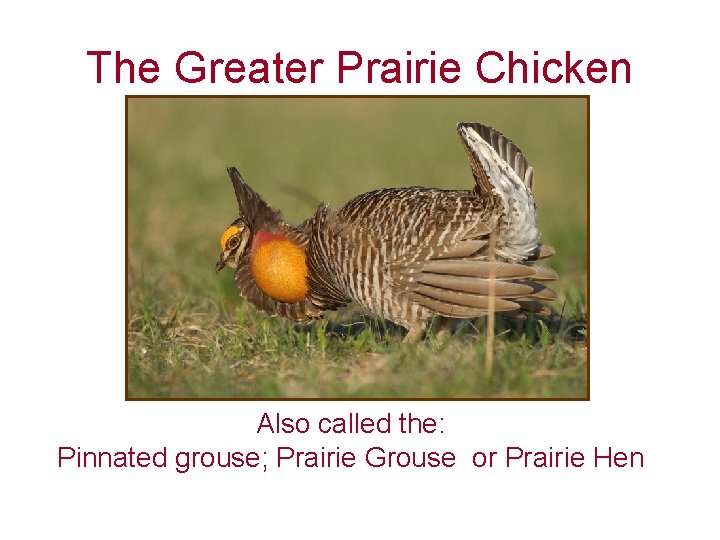 The Greater Prairie Chicken Also called the Pinnated