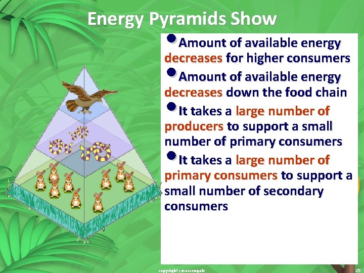 Energy Flow Through an Ecosystem Food Chains Food
