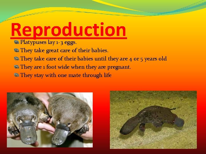 Platypus Floppy Swimming Platypus By AC Introduction The