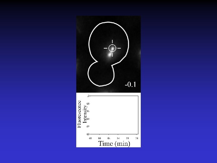 Using FRAP to Study the KinetochoreMicrotubule Interaction C