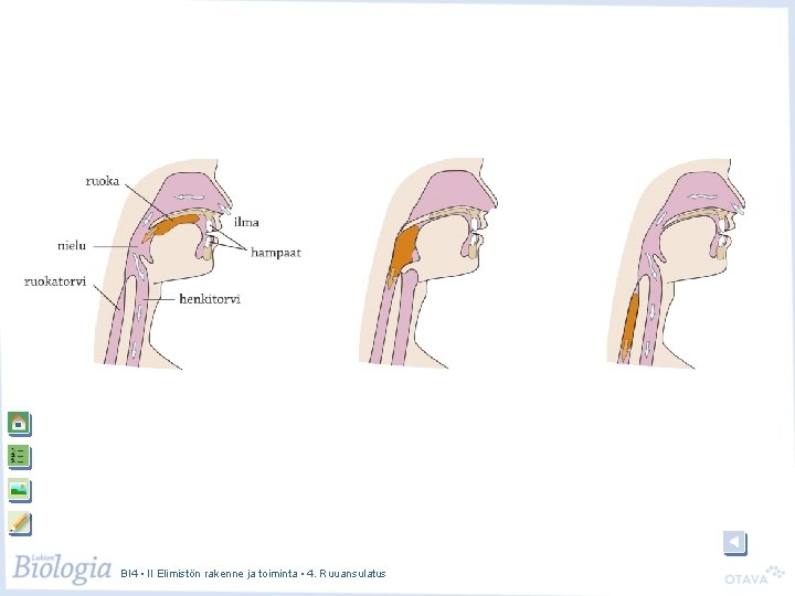 Solun toiminta II Elimistn rakenne ja toiminta BI