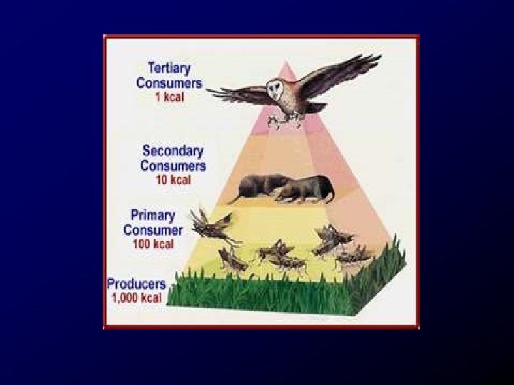 Transferring of Energy Food Chains Food Webs and