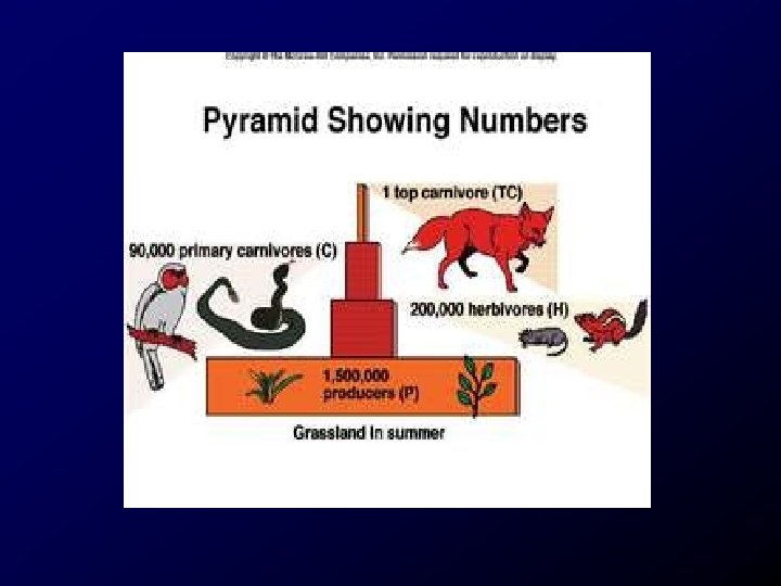 Transferring of Energy Food Chains Food Webs and