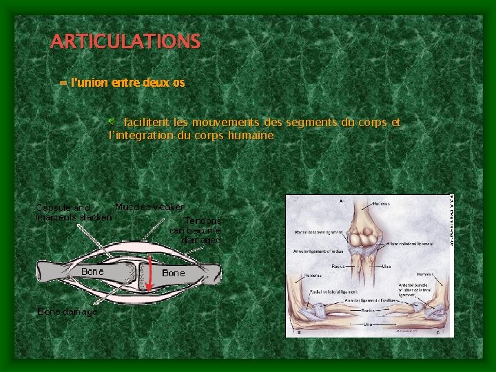 ARTHROLOGIE DES MEMBRES POSTURE LOCOMOTION SYSTEME NERVEUX DES