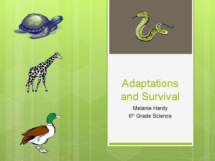 Adaptations and Survival Melanie Hardy 6 th Grade