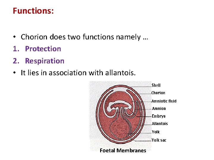 Extra embryonic membranes in Chick There are mainly