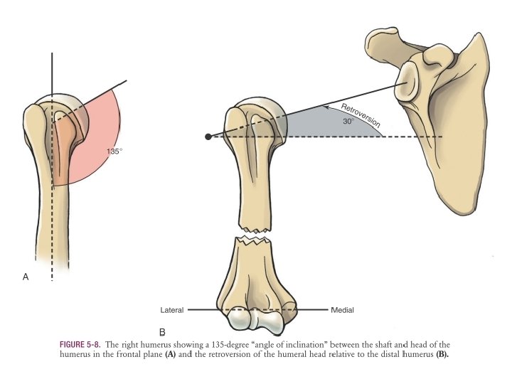 HOMBRO Distancia Acromial Medida de referencia 2 cm