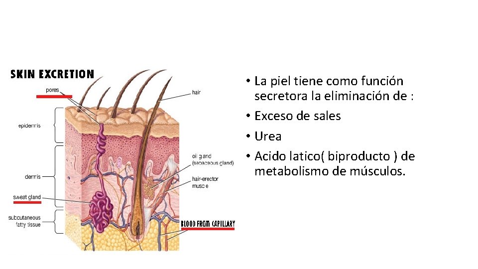 SISTEMA EXCRETOR EXCRECIN ELIMINACIN DE PRODUCTOS DE DESECHO