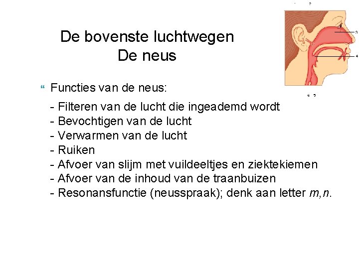 Ademhalingsstelsel Astma en COPD http www astmafonds ...