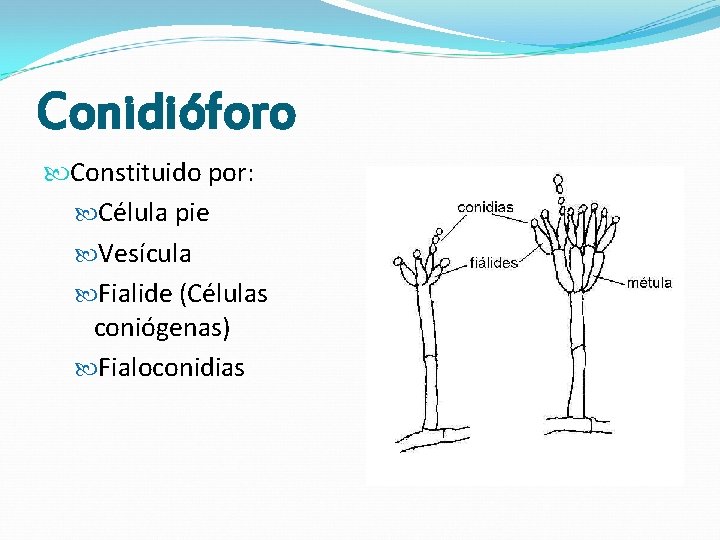 Generalidades de Hongos Generalidades Reino Fungi Clulas eucariotas