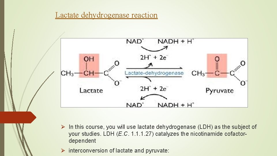 Lactate dehydrogenase reaction In this course you will