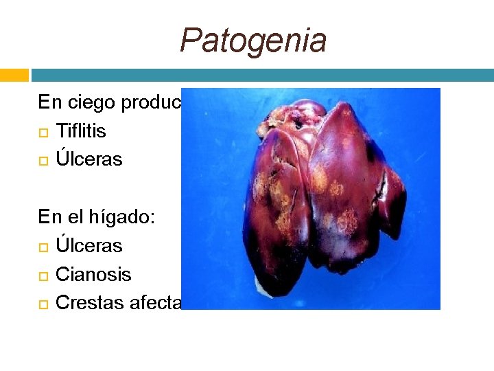 ENFERMEDADES PARASITARIAS DE LAS AVES Prof Judyana Aguirre