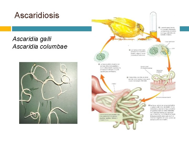 ENFERMEDADES PARASITARIAS DE LAS AVES Prof Judyana Aguirre