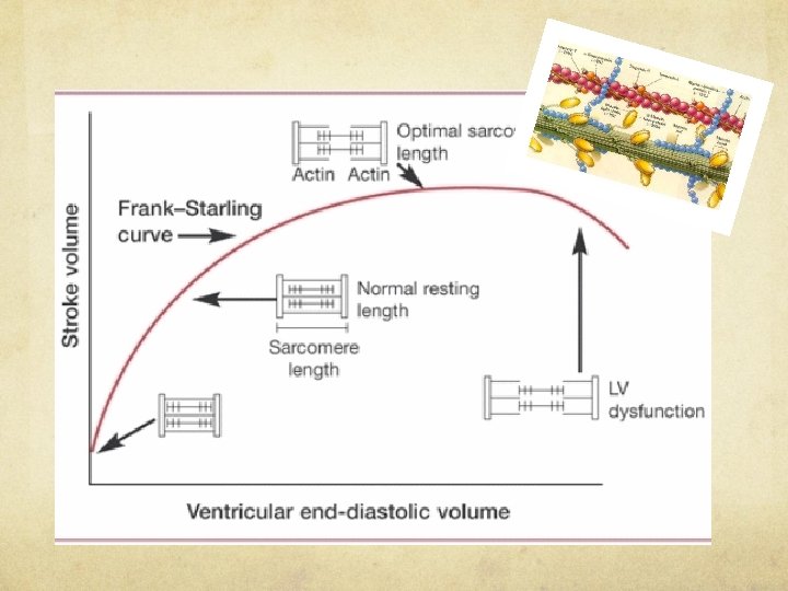 Fluid Responsiveness Dr Daniel Rankmore JHH ICU Junior