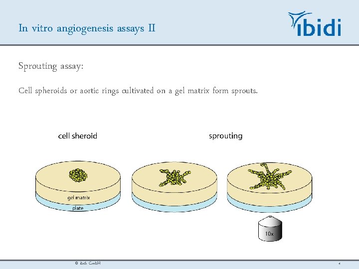 Integrated Bio Diagnostics Product information Slide Angiogenesis ibidi