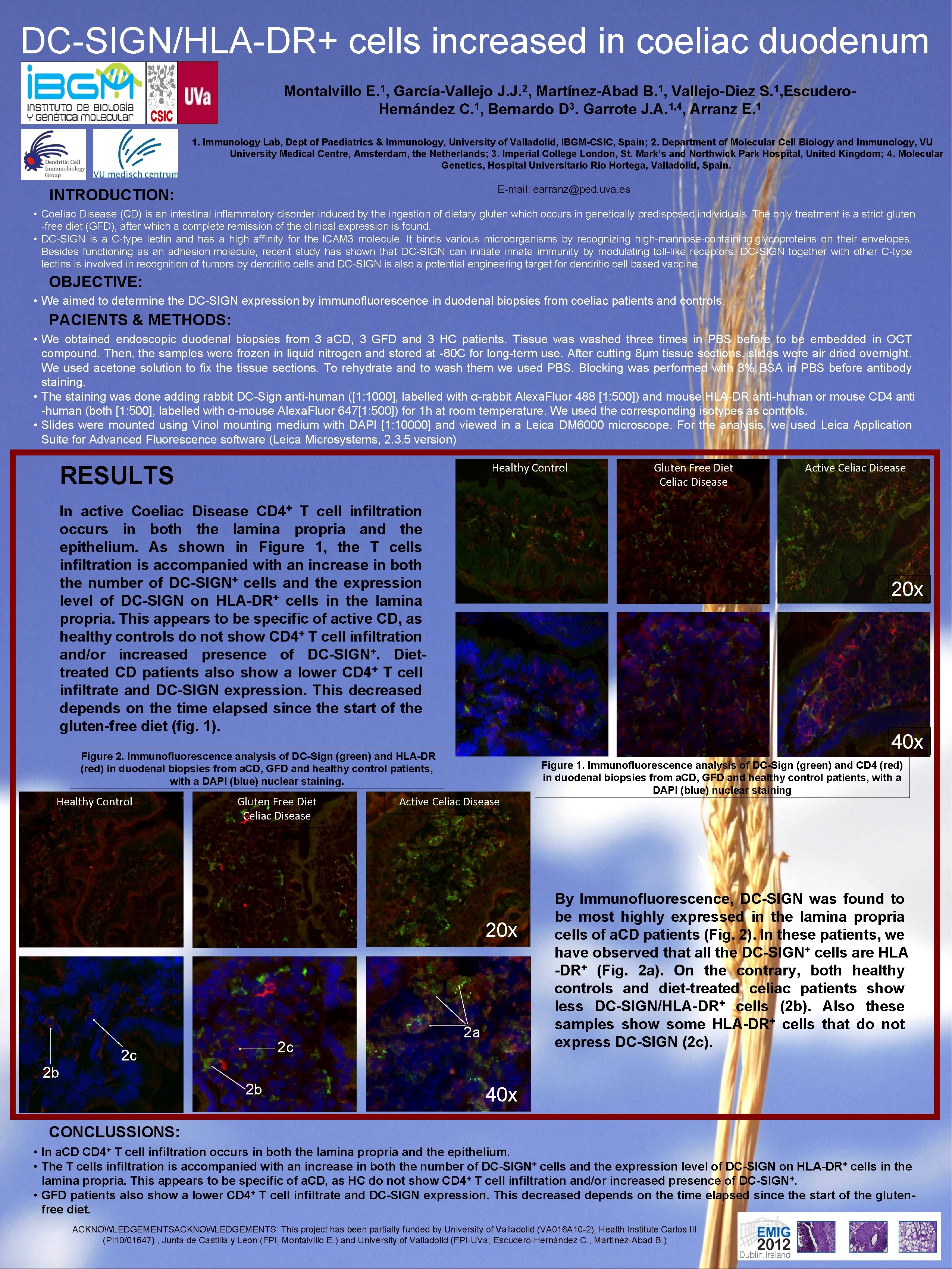 DCSIGNHLADR cells increased in coeliac duodenum Montalvillo E