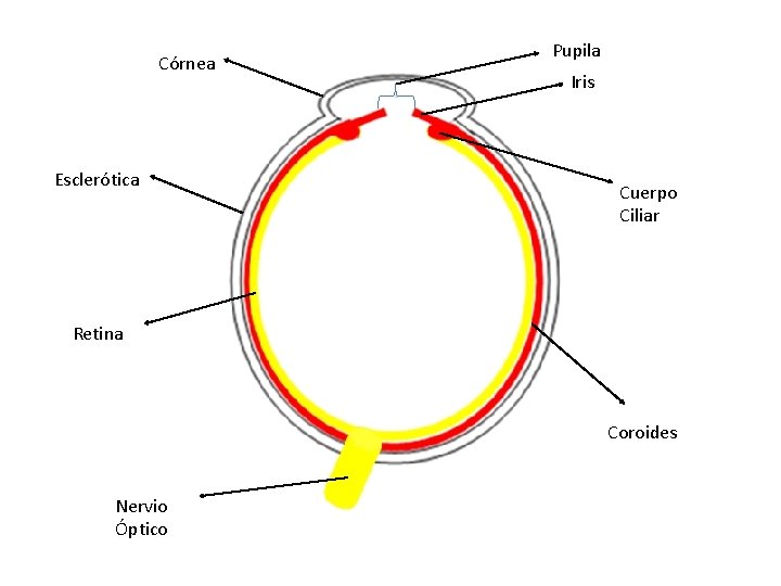 Tema 12 Introduccin al sentido de la visin