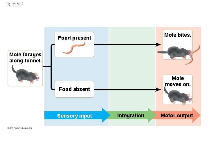 LECTURE PRESENTATIONS For CAMPBELL BIOLOGY NINTH EDITION Jane